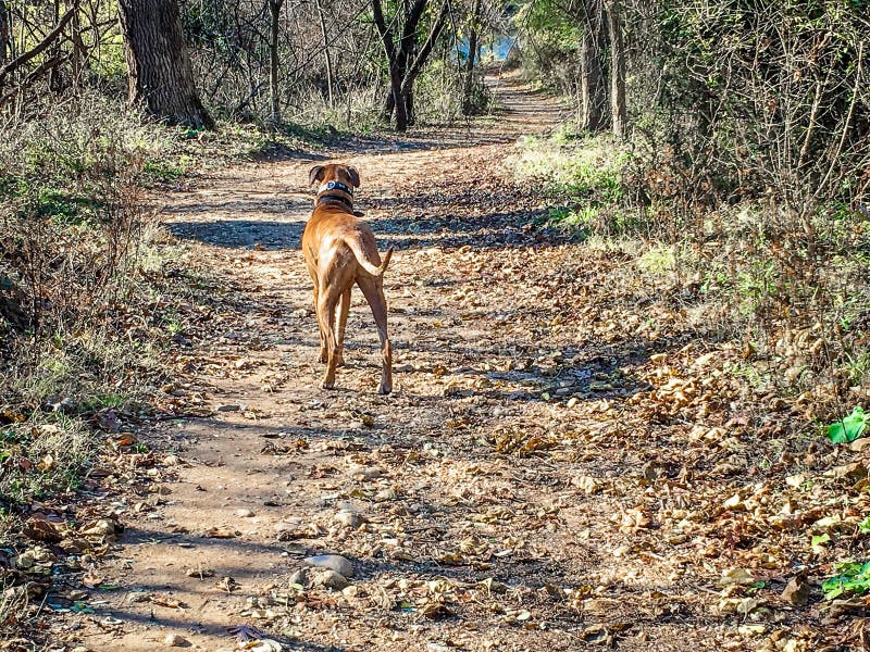 Dog Exploring in the Forest during Winter Stock Photo - Image of orange ...