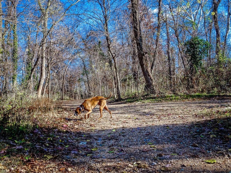 Dog Exploring in the Forest during Winter Stock Photo - Image of ...