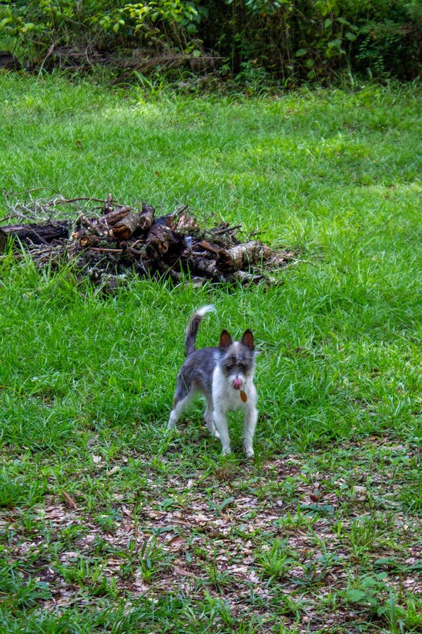 Dog Exploring Around Campsite Stock Photo - Image of happy, small ...