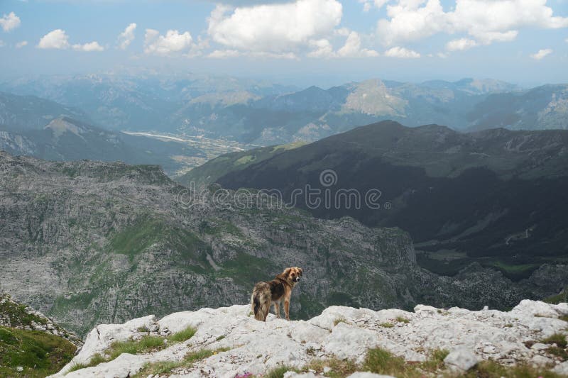 Dog Exploring Rocky Terrain with a Panoramic Backdrop Stock Image ...