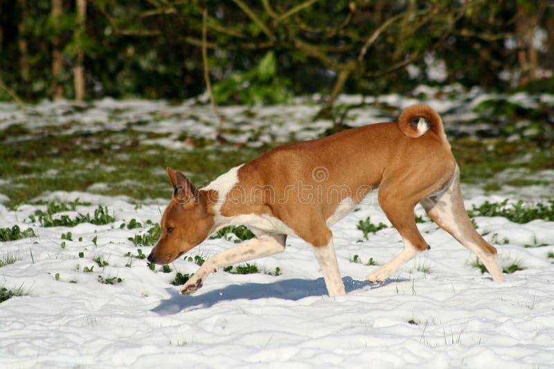 Dog exploring snow stock image. Image of playful, speed - 4876651