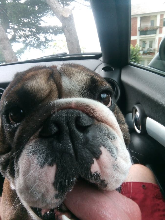 Dog stock image. Image of expression, wildlife, bulldog - 138982077