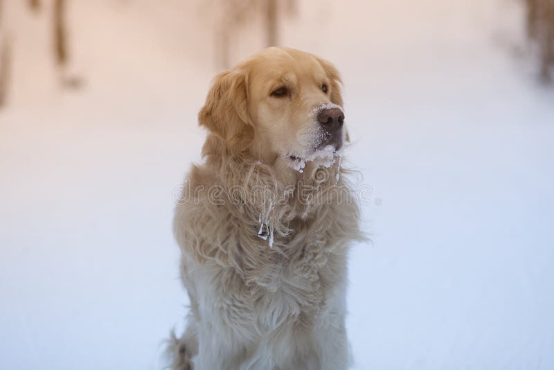 Dog in the Extreme Cold in the Winter in the Forest.Golden Retriever ...