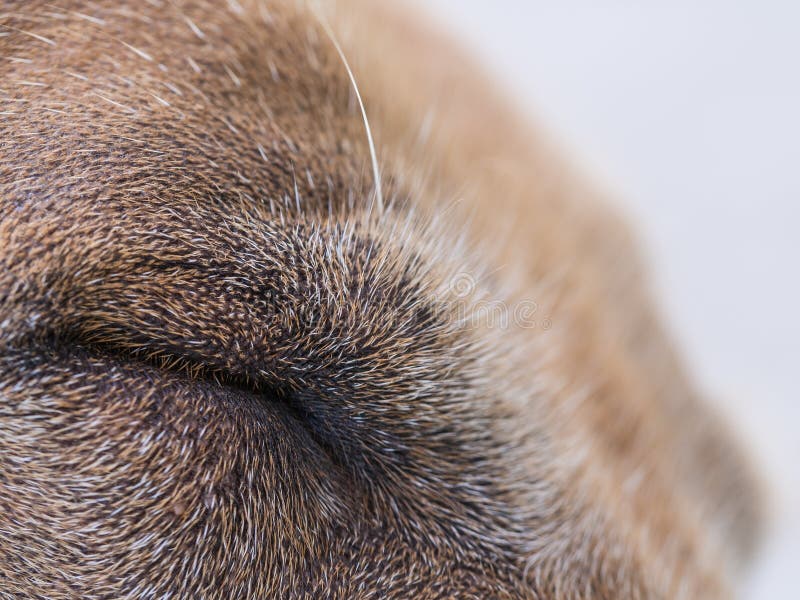 Dog with Eye Closed stock image. Image of background - 83270365