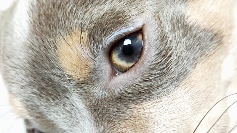 Dog Eye. Dog Eye Looking at Camera. 4K Stock Video - Video of happiness ...