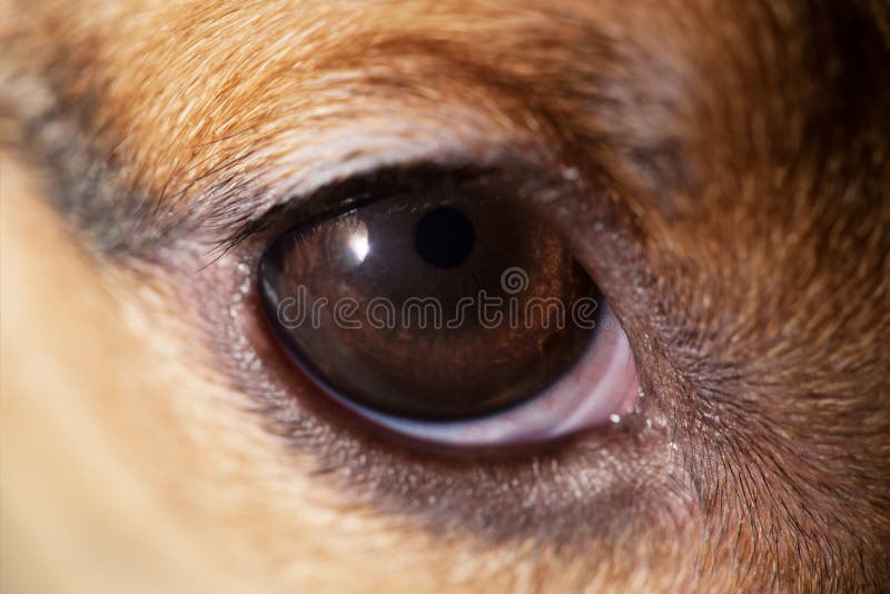 61,839 Dog Eye Photos - Free & Royalty-Free Stock Photos from Dreamstime