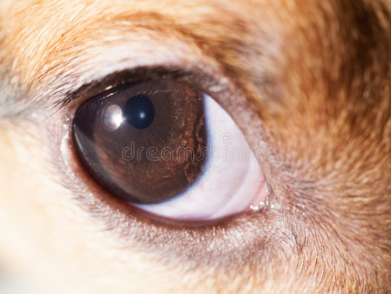 Dog eye macro stock image. Image of purebred, sharp, intense - 38363433