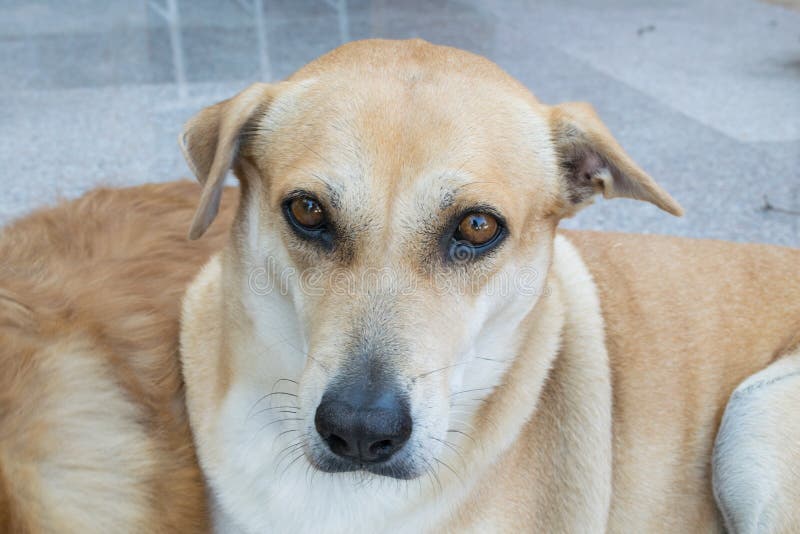 Dog eye stock photo. Image of laying, watch, portrait - 53582336