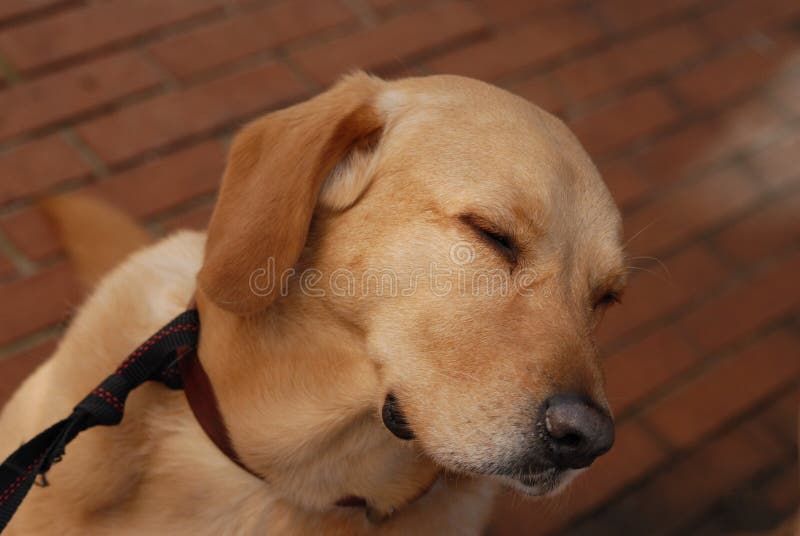 Dog with Eyes Closed Resting on a Walk Stock Image - Image of closed ...