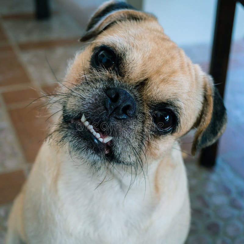 The dog stock photo. Image of worry, owner, stare, eyesight - 85910732