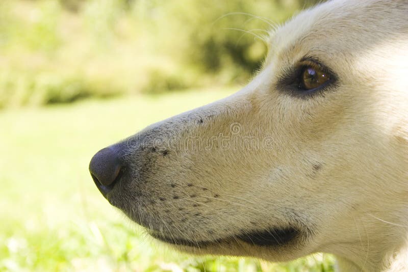 Dog face stock image. Image of look, portrait, animal - 1245463