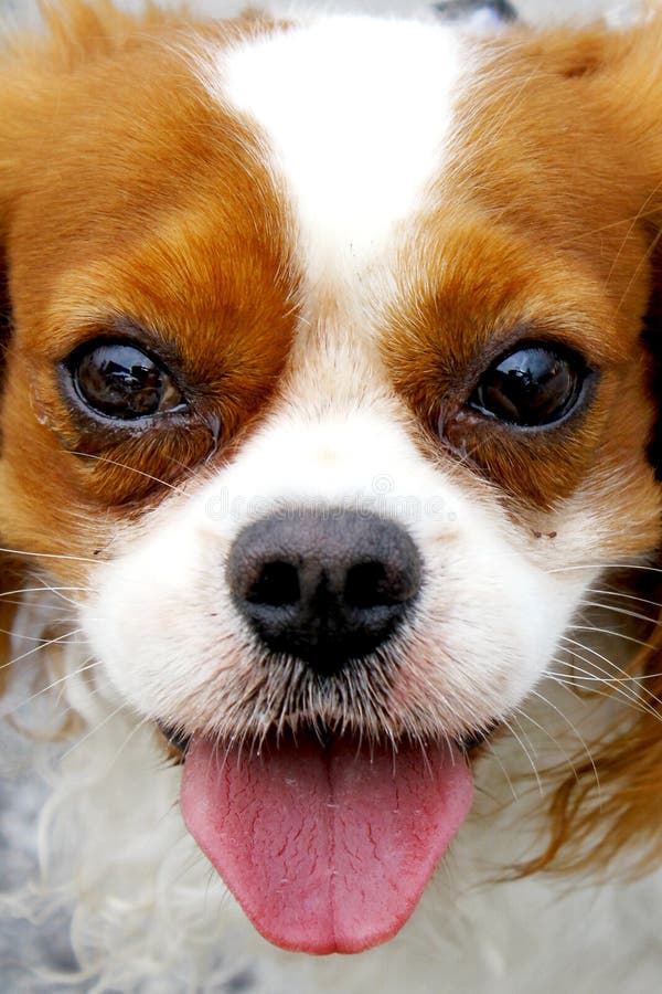 Dog face stock image. Image of gold, face, backlight - 14222725