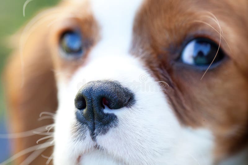 Dog Face stock image. Image of gazing, spotted, unsure - 19808129