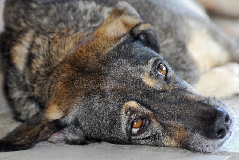 Sad german shepherd dog stock image. Image of unhappy - 12935907
