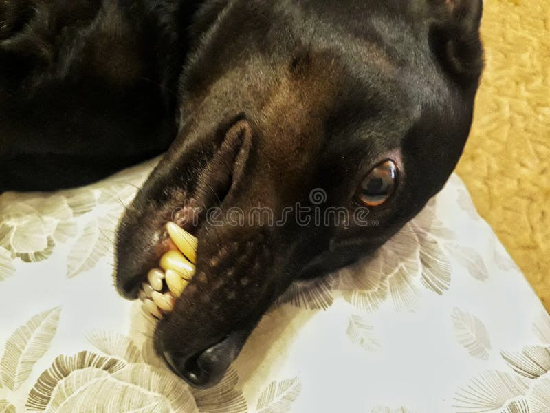 Dog face stock image. Image of face, angry, athome - 128098765