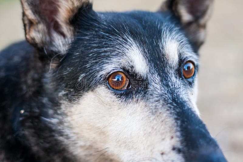 Dog face close-up stock photo. Image of focus, furry - 107778076