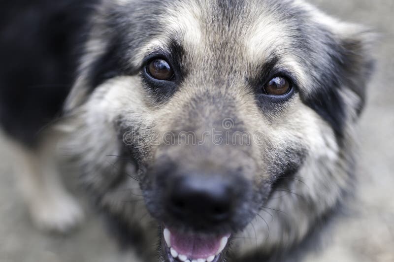 Dog face stock image. Image of canine, happy, male, closeup - 57405697