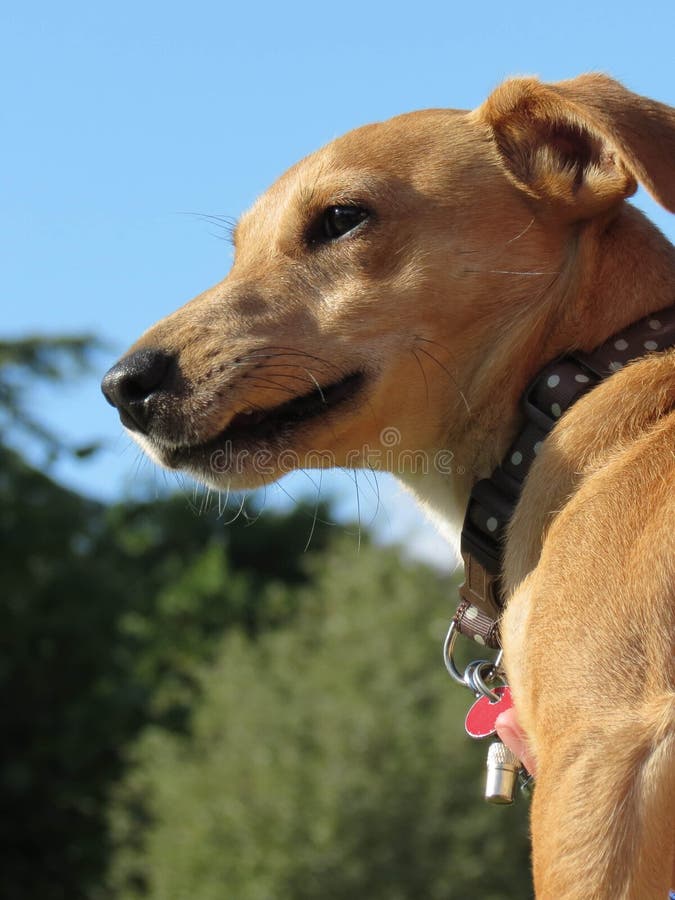 Dog Face Close Up stock photo. Image of facial, animal - 45904864