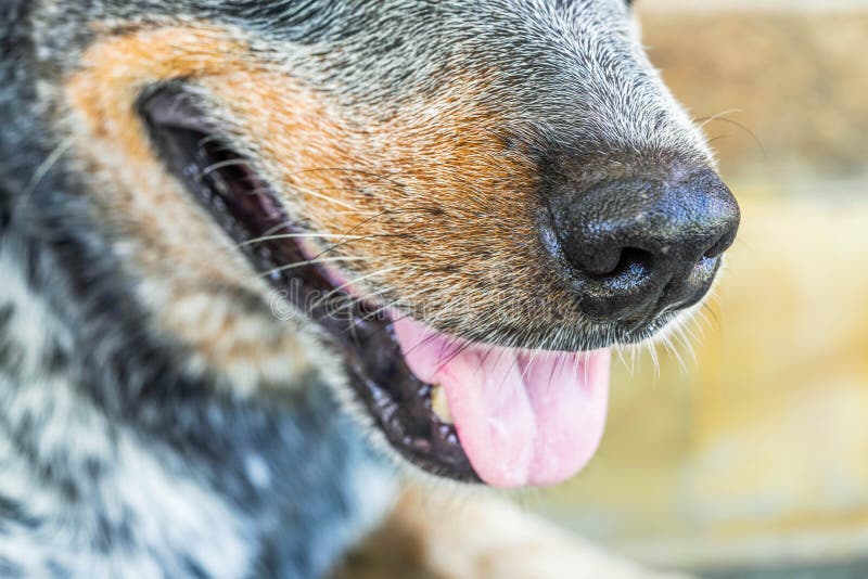 Dog face on side view stock photo. Image of bark, domesticate - 220480232