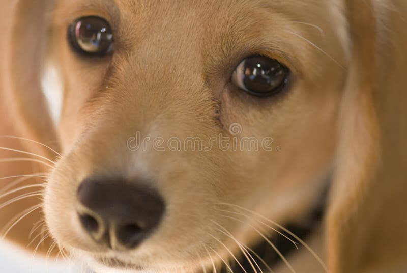 Dog face closeup stock photo. Image of spaniel, puppy - 3878078