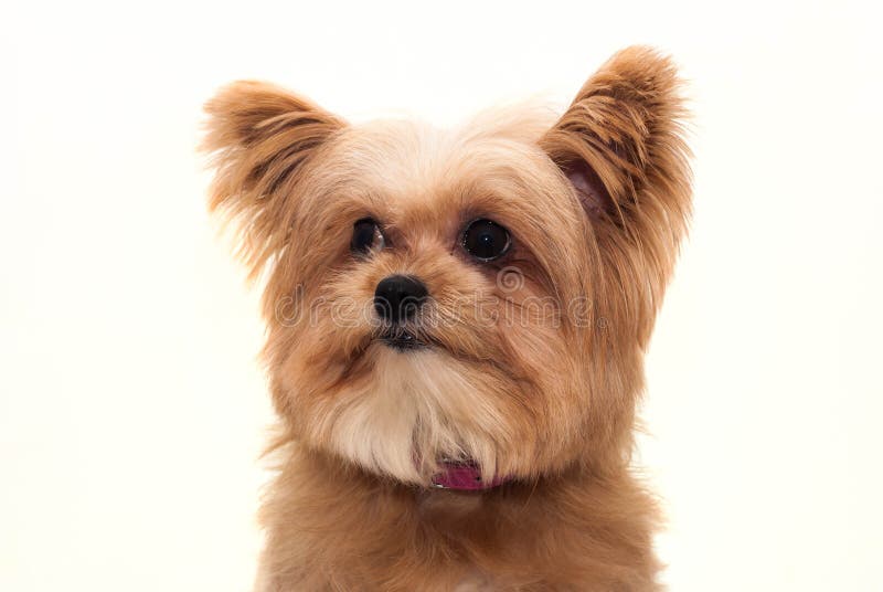 Cute Dog Closeup stock image. Image of canine, pleasure - 50722913