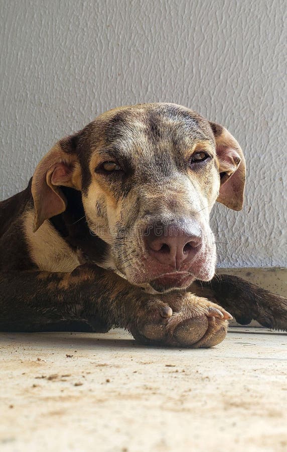 Dog with a Face Covered in Mud Stock Image - Image of brown, eyes ...