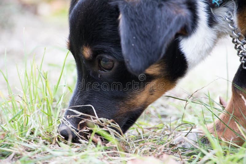Dog face in profile stock photo. Image of brush, curiosity - 109057366
