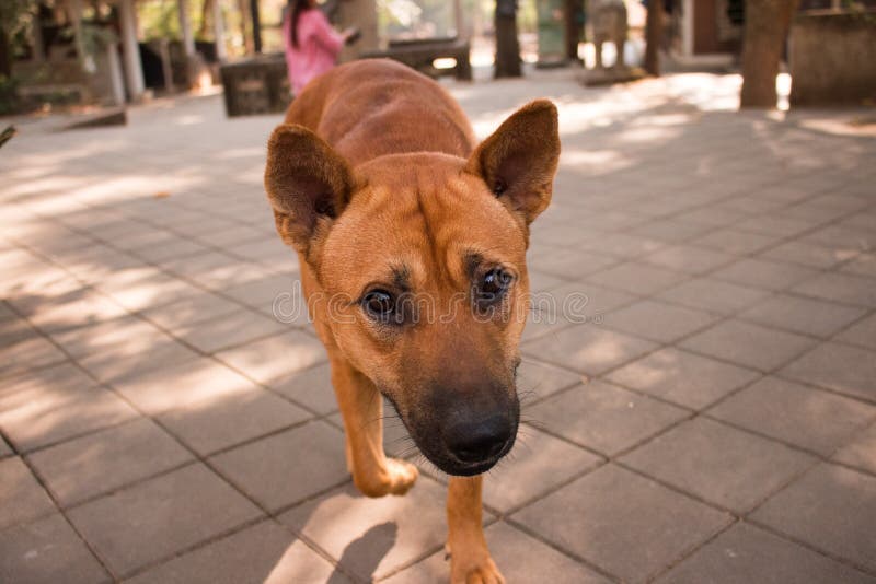 Dog face stock image. Image of scared, face, animals - 50920575