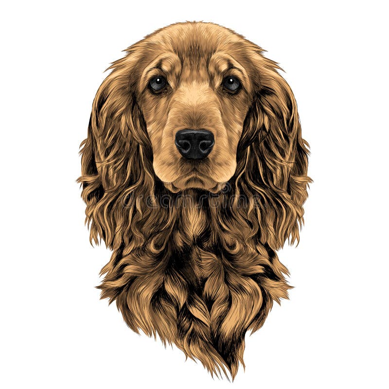 Cocker Spaniel Stock Illustrations – 4,047 Cocker Spaniel Stock ...