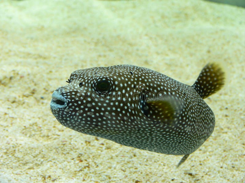 Dog Faced Puffer Fish stock photo. Image of horizontal - 644480