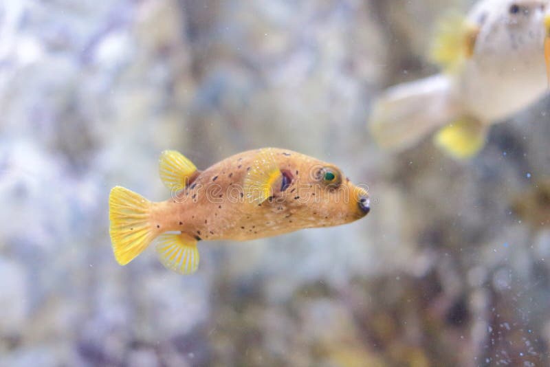 Dog Faced Puffer Fish stock photo. Image of horizontal - 644480