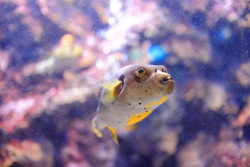 Dog-faced puffer stock photo. Image of faced, puffer - 58077148