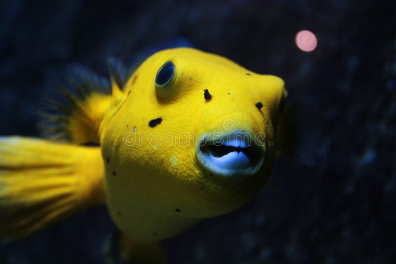 Spotted or Dog Faced Puffer Fish Arothron Nigropunctatus Stock Photo ...