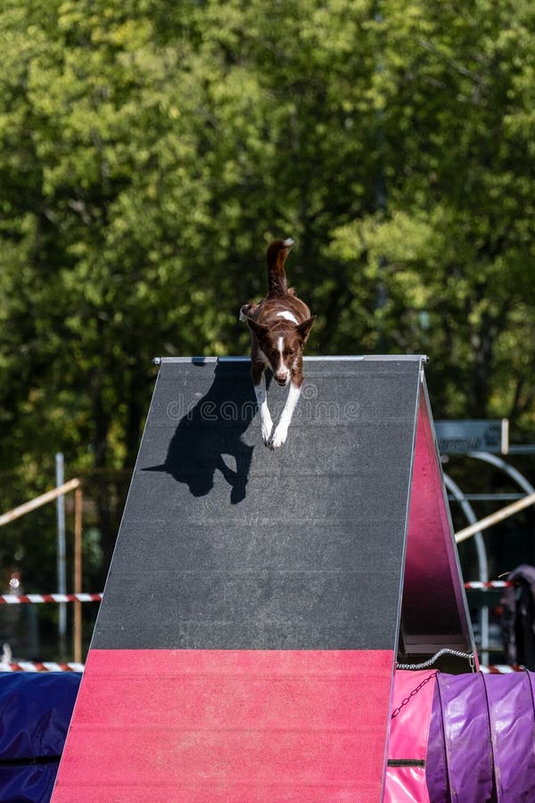 Dog Faces the Obstacle. Dog Agility Competition. Stock Image - Image of ...