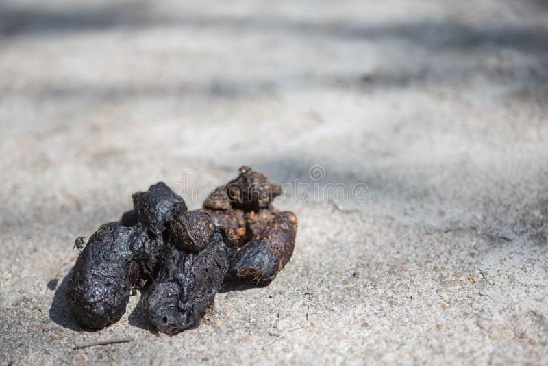 Dog faeces stock photo. Image of foul, carrier, disease - 105611000