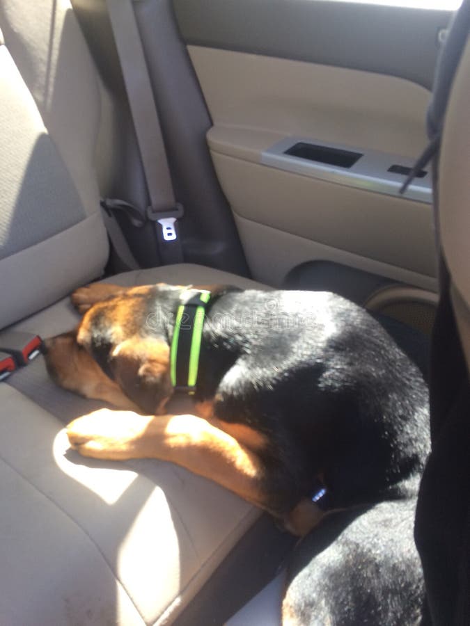 Labrotti Stock Photos - Free & Royalty-Free Stock Photos from Dreamstime