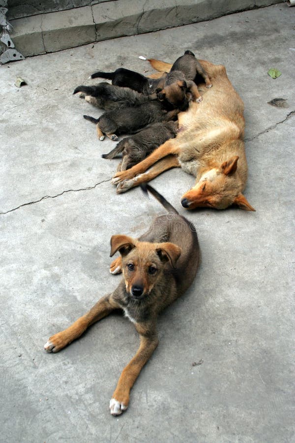 Stray Mother Dog Feeding Puppies with Milk. Stock Image - Image of ...