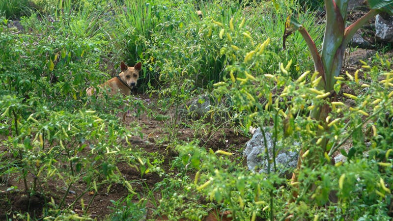 An adorable dog on a farm stock image. Image of adorable - 259434075