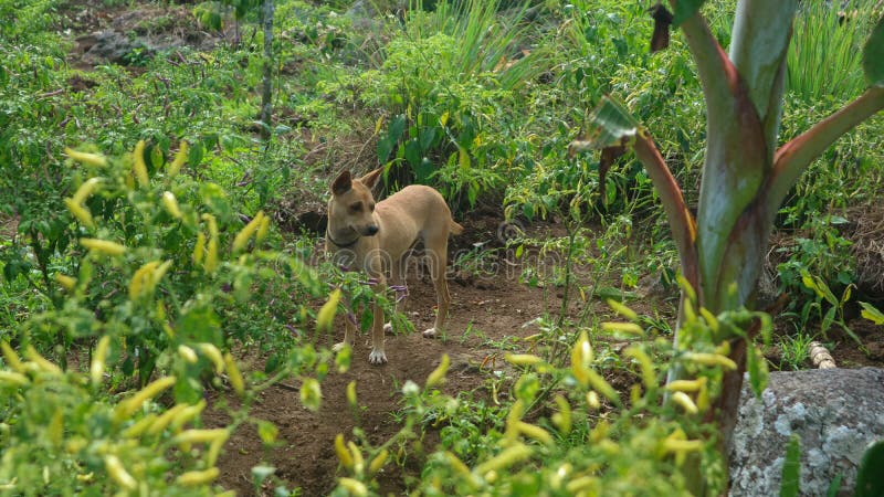 An adorable dog on a farm stock image. Image of cute - 259434121