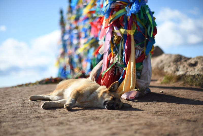 The Dog is Fast Asleep on the Ground Stock Photo - Image of retriever ...