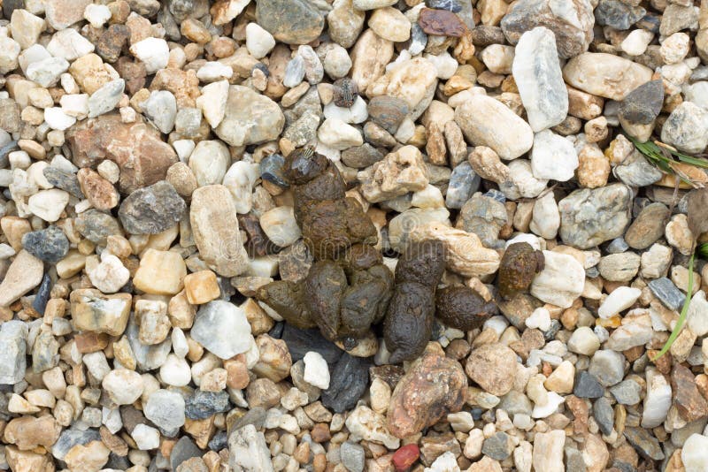 Dog Feces on Background of Pebble Stones Stock Photo - Image of single ...