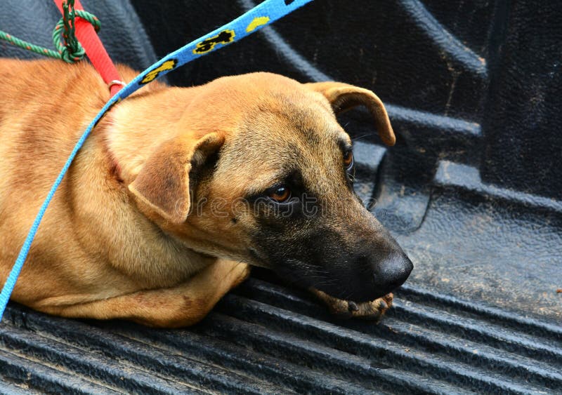 Pity dog stock photo. Image of hurt, homeless, help, wounded - 35924824