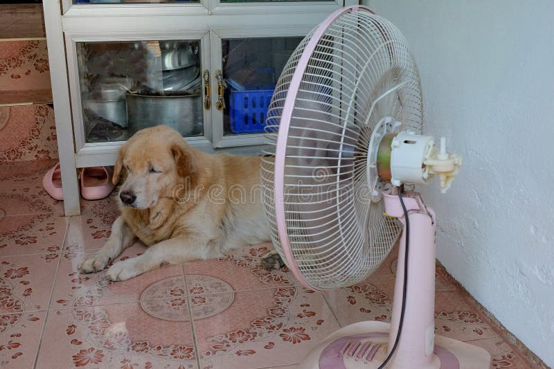 A Dog Feel Sleepy in Front of Fan at Home Stock Photo - Image of animal ...