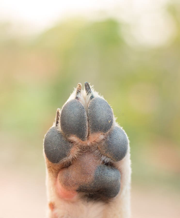 Dog feet stock image. Image of claws, asphalt, hold, dirt - 88769285