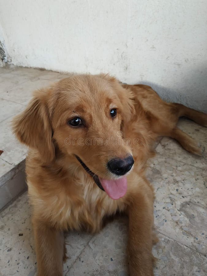 Dog stock photo. Image of female, love, animal, german - 264519618