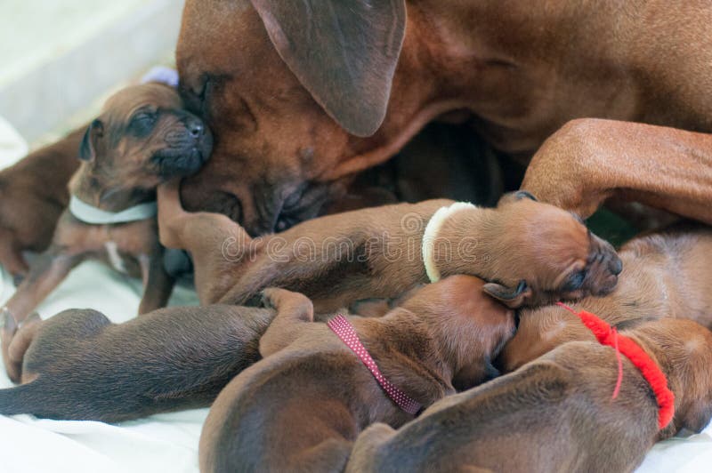 Dog Female with the Puppies Stock Photo - Image of puppies, brown: 71423584
