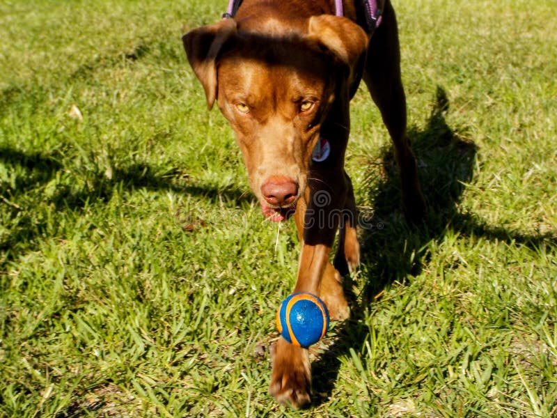 Dog fetching ball stock photo. Image of tree, meadow - 199048320