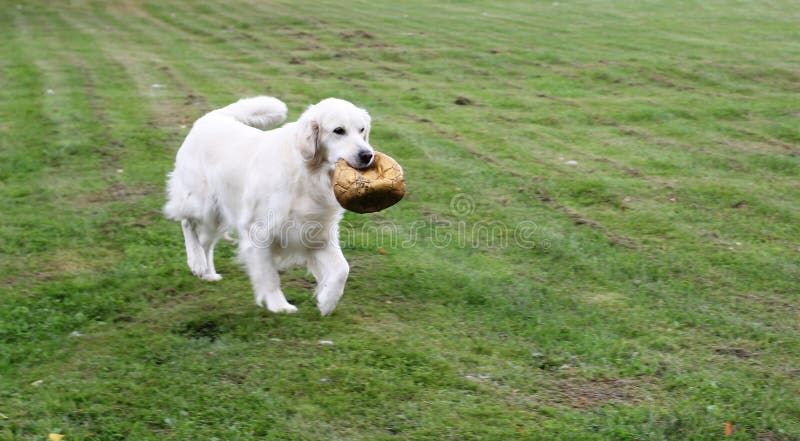 Dog fetching ball stock image. Image of beautiful, playing - 162525353