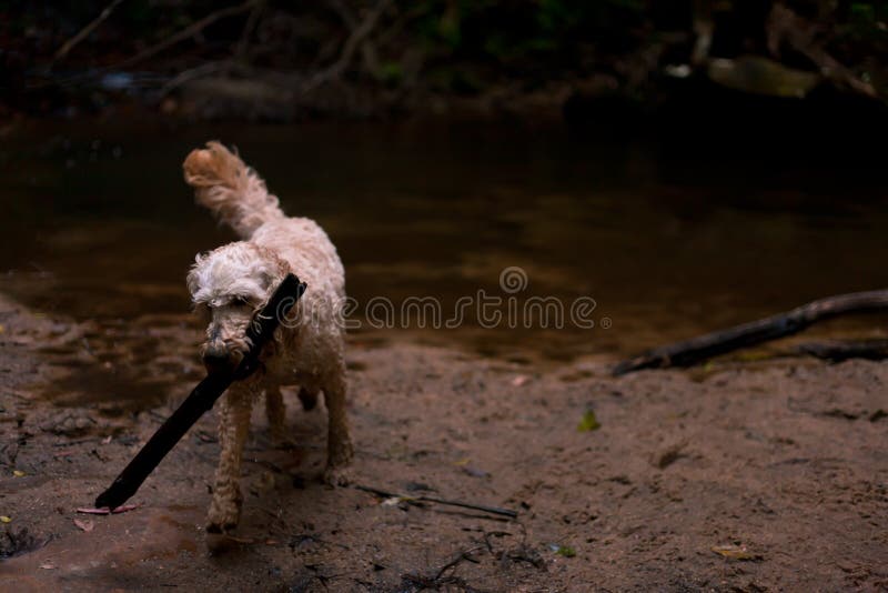 Dog Fetching A Big Stick At A Waterfall Pool Stock Photo - Image of ...