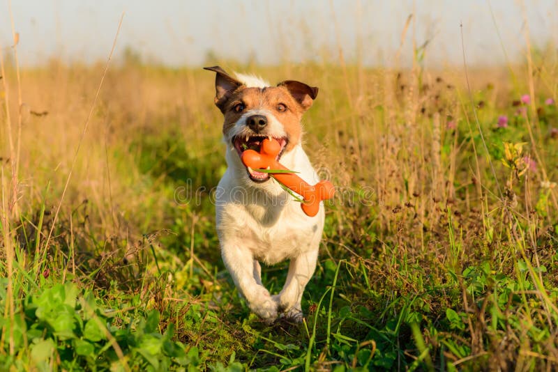 Dog fetching bone. stock image. Image of food, bone, play - 63894213